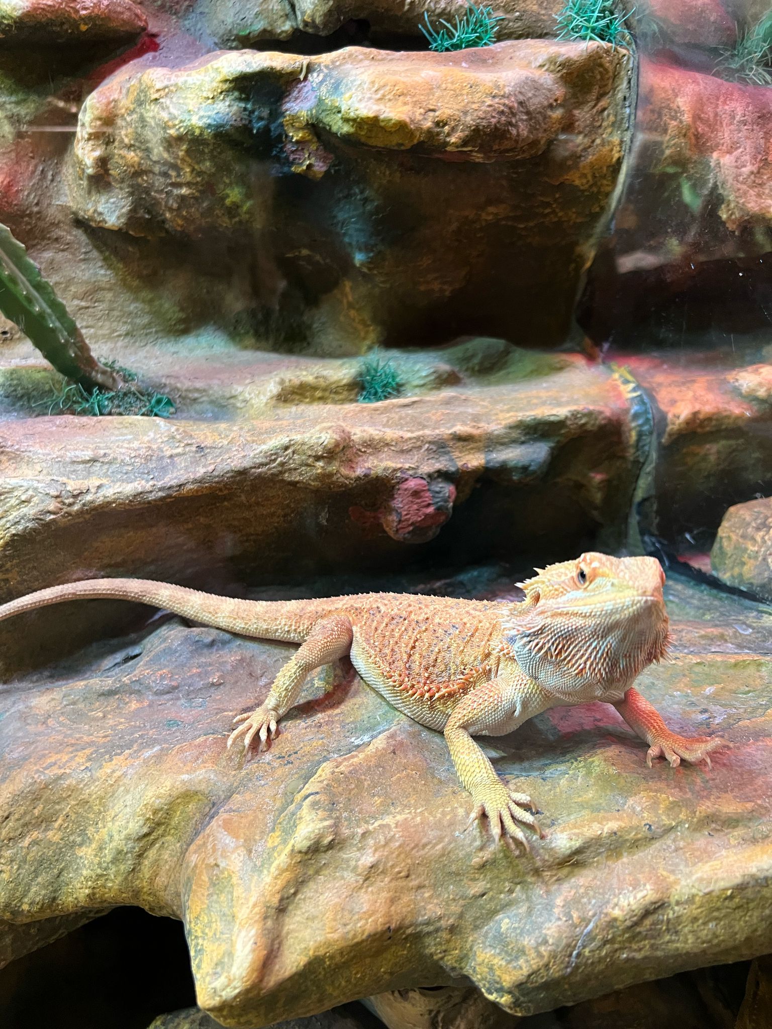 Nodarbība Latgales zoodārzā – pūķi un drakoni latgaliešu folklorā ...